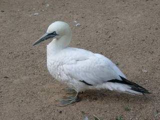 aves: alcatraz atlantico