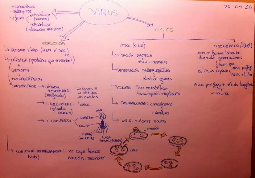 Portfolio Biología : VIRUS, tema 16