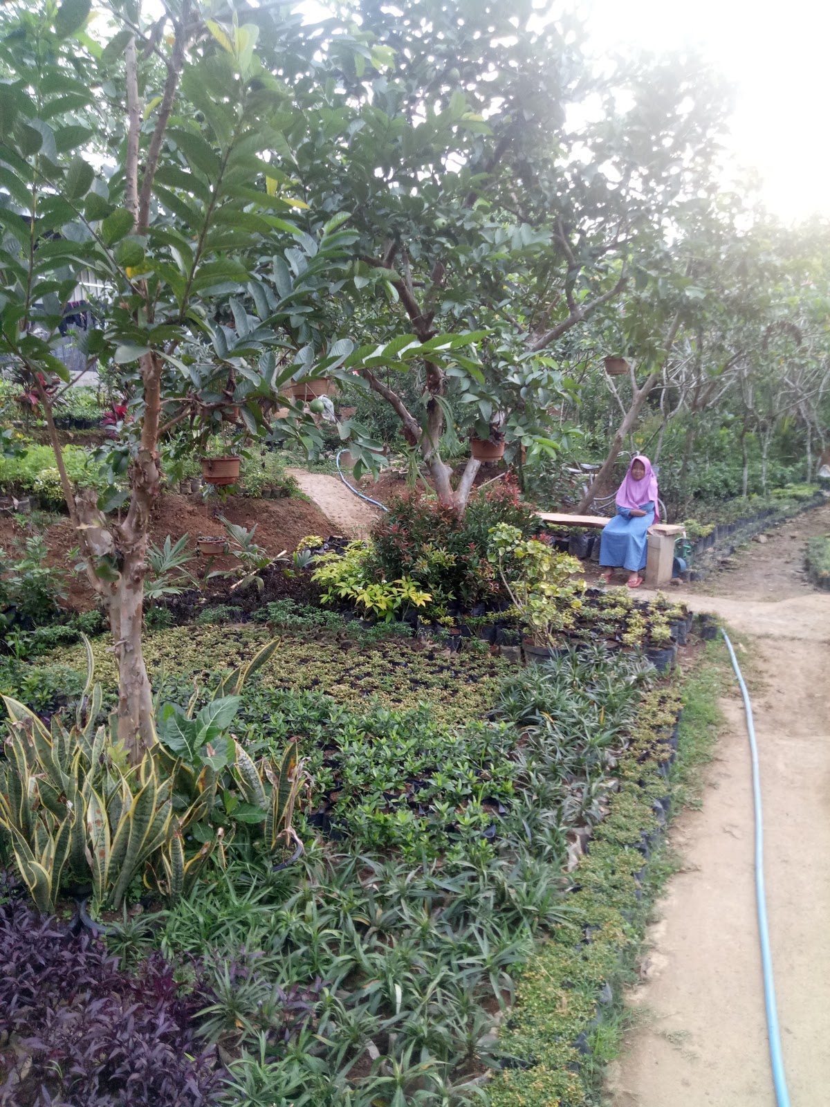 TANAMAN SABRINA ~ SINOX NURSERY