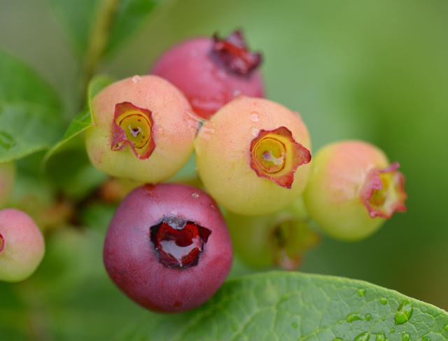 Flower Hill Farm: Looking Back Wildly Native Highbush Blueberries ...