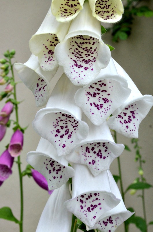 Jurnal de gradina: Flori de vara