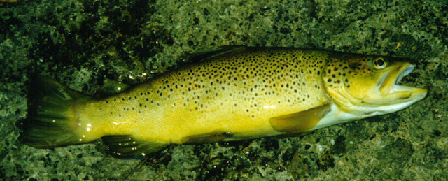 CENTRAL GRADO 3: La Trucha Común Autóctona (TCA) en Aragón