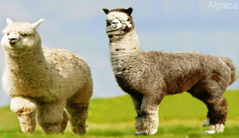 Domestic Animals Name Meaning & Image | Necessary Vocabulary ...