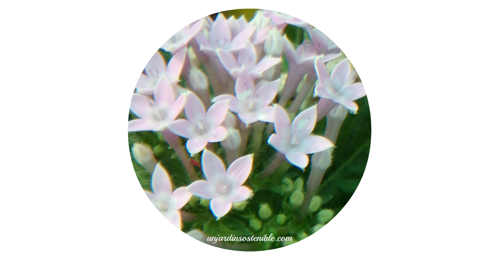 Pentas lanceolata (Pentas)