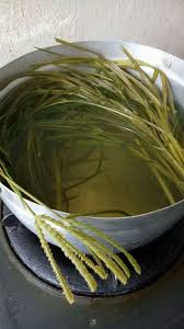 Goosegrass/Paragis- 10 Potential Health Benefits, Use and General ...