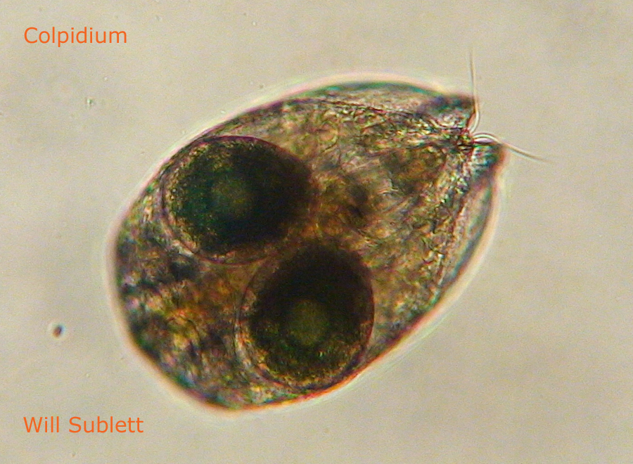 Papa Don't Take No Mess