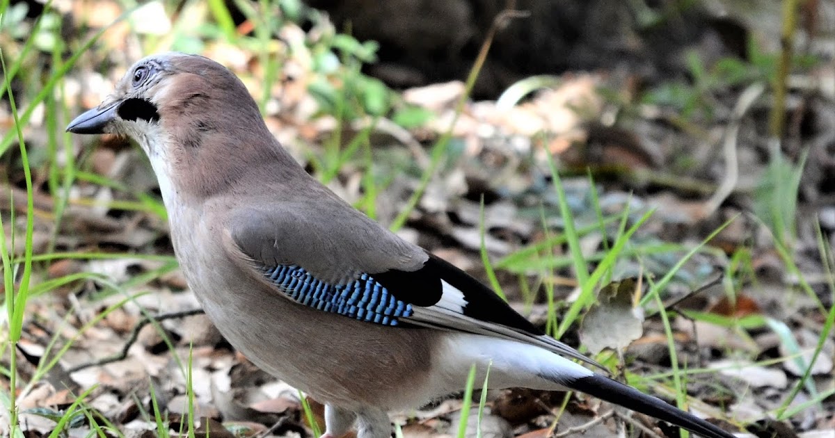TERRA DAS AVES: Gaio (Garrulus glandarius)