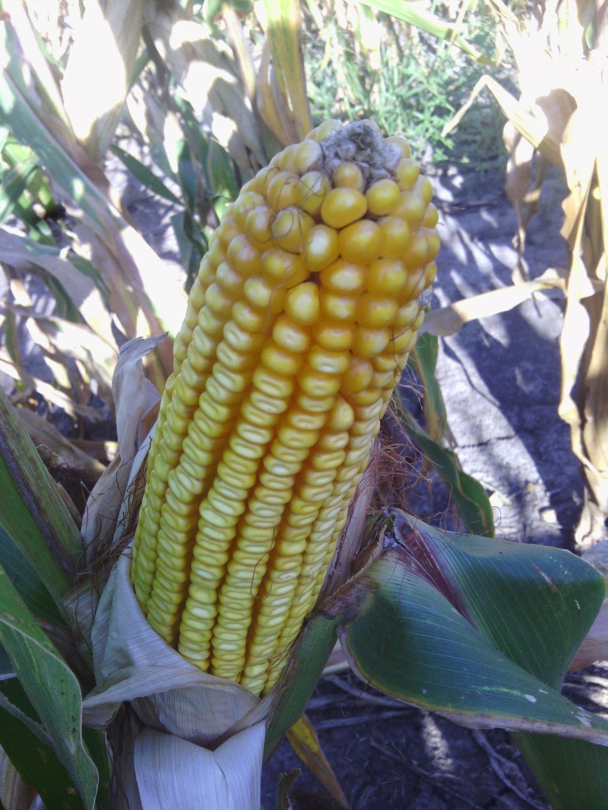 Tales of a Kansas Farm Mom: DYK Cows Can Upcycle?