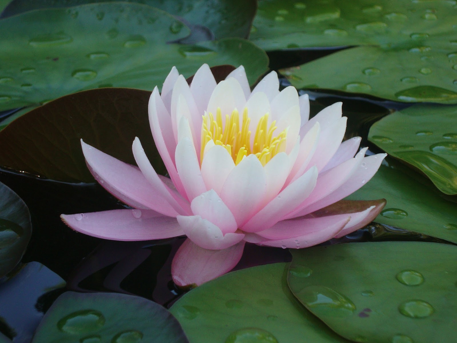 Flores de Loto - Imagui