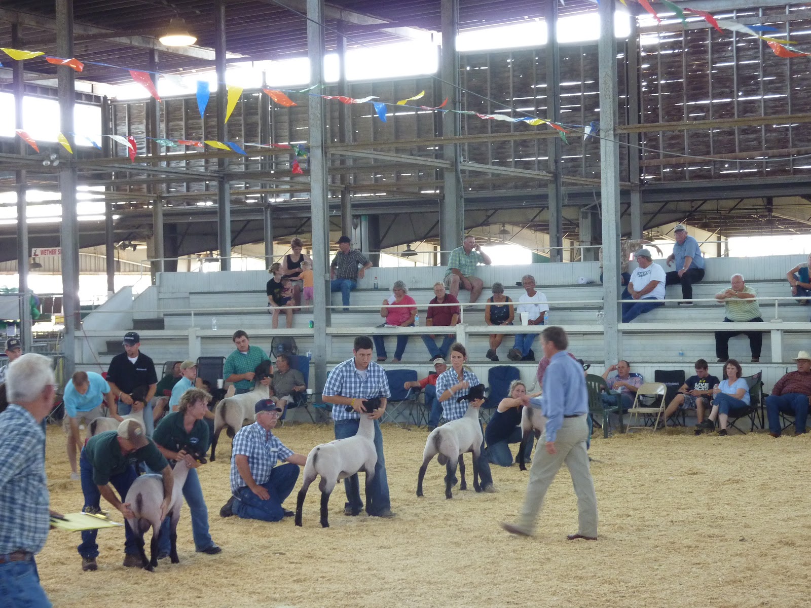 ROAD TO SEDALIA AND SOUTH DAKOTA: Missouri State Fairgrounds Sheep Show