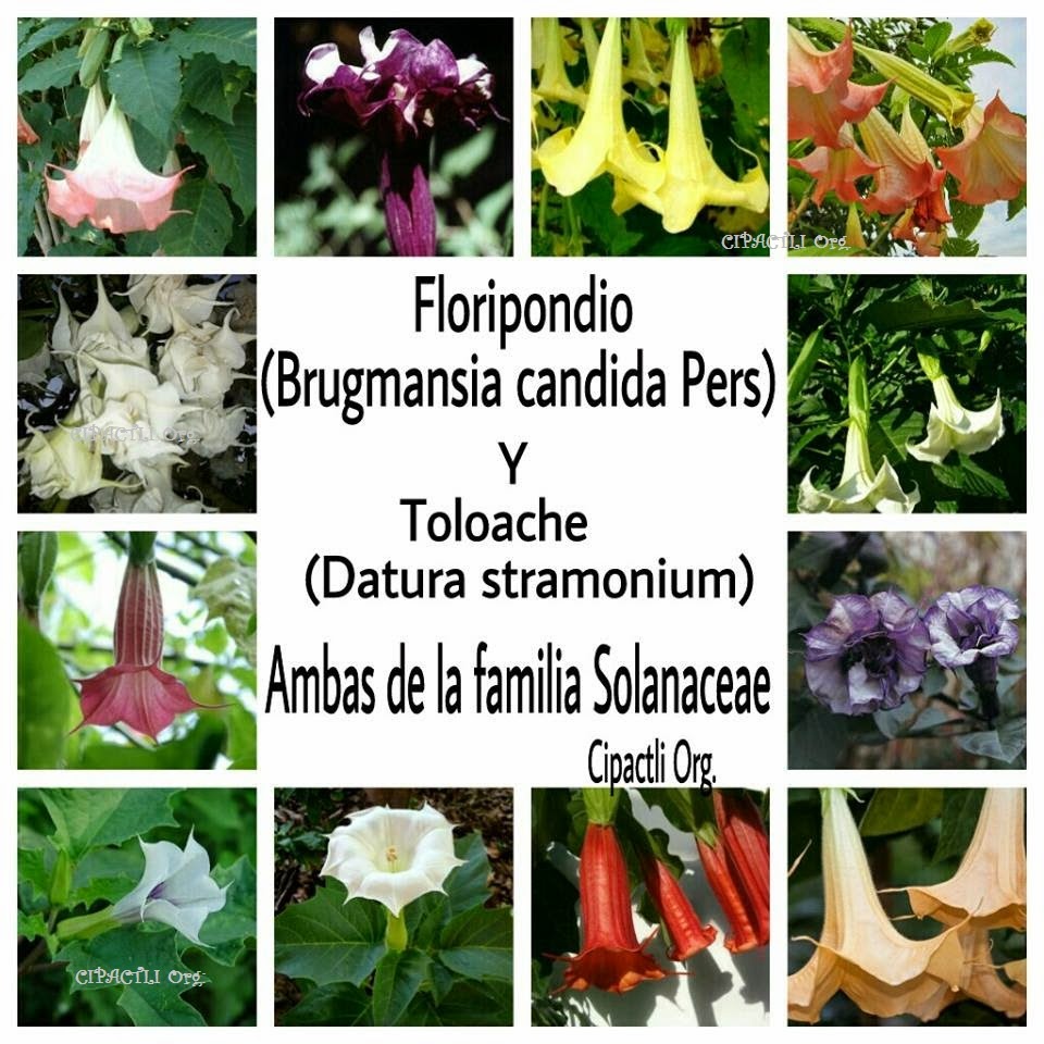 Cipactli Organización Ecológica y Sustentable : Variedades de Floripondio
