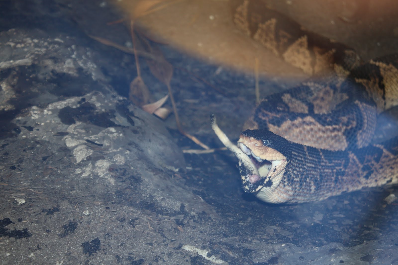 A Slice of Smith Life: Oh My! Live SSSSSnake Feedings at Local ...