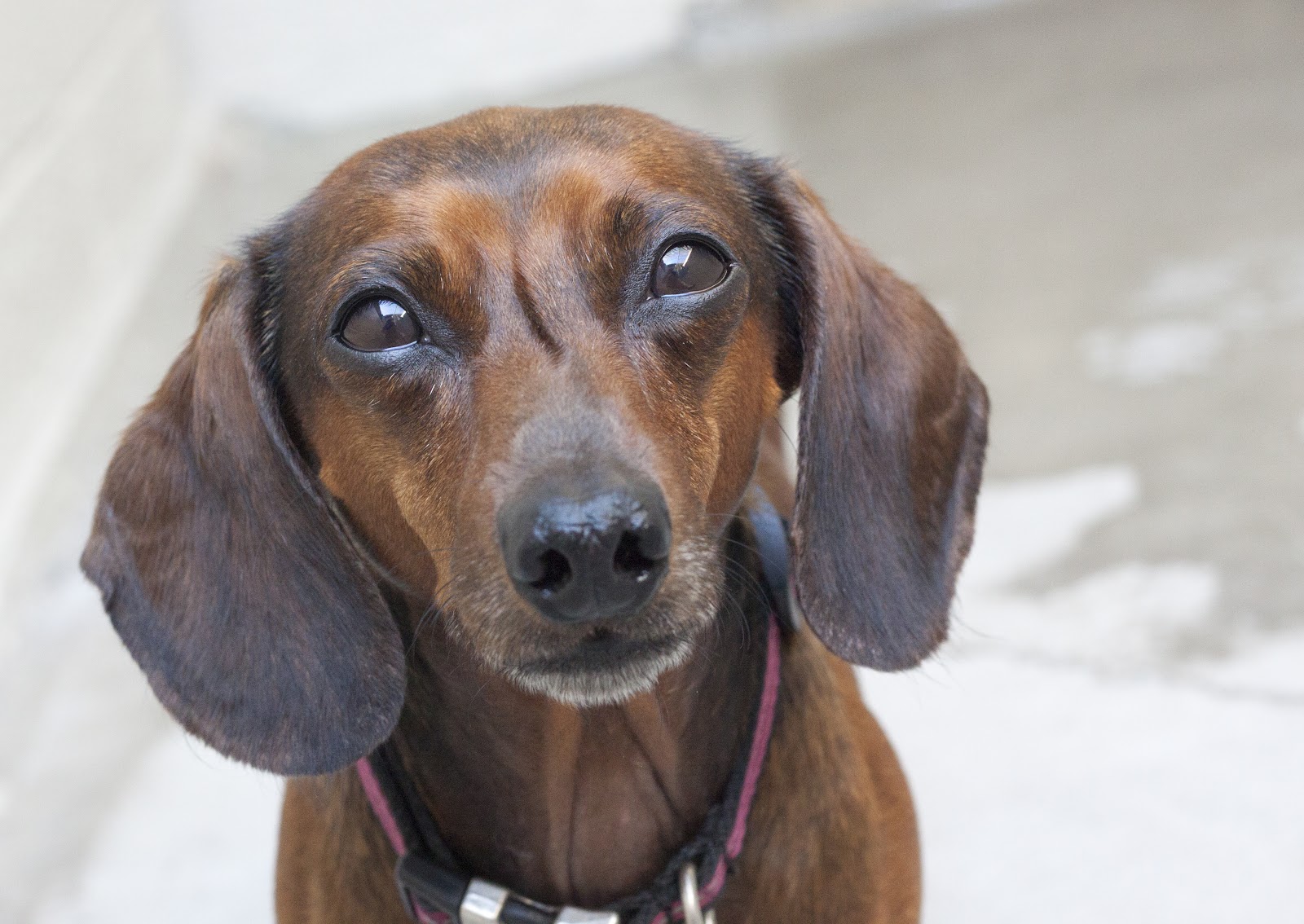 Shelter Dogs of Portland: "BO" my life as a Dachshund