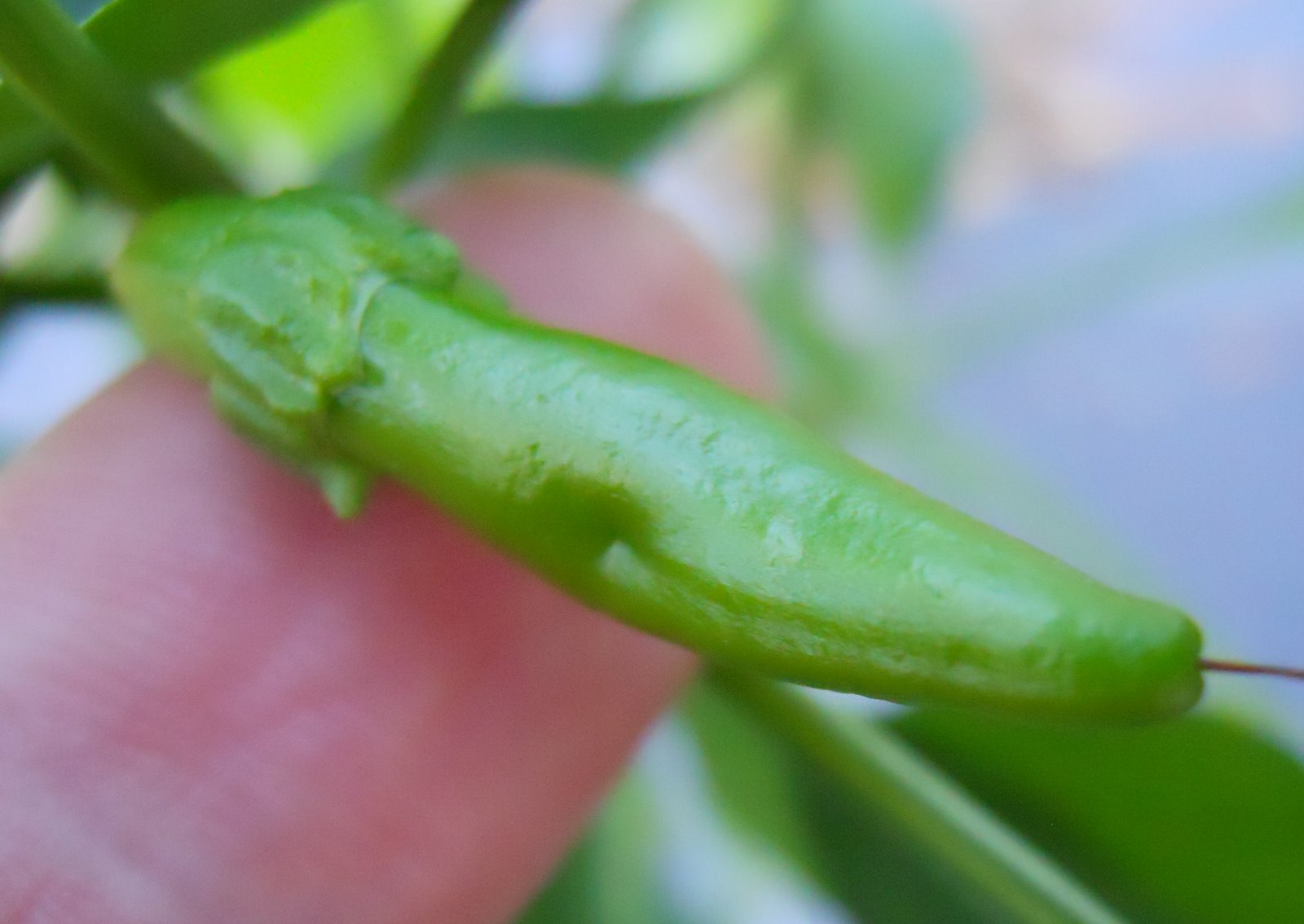 Georgia Home Garden: Lessons in Peppers and Phospates