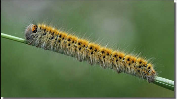 Bulan Puasa, Analogi Ular dan Ulat