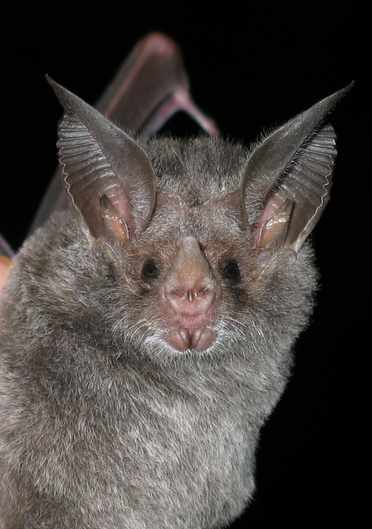 Sooty Mustached Bat