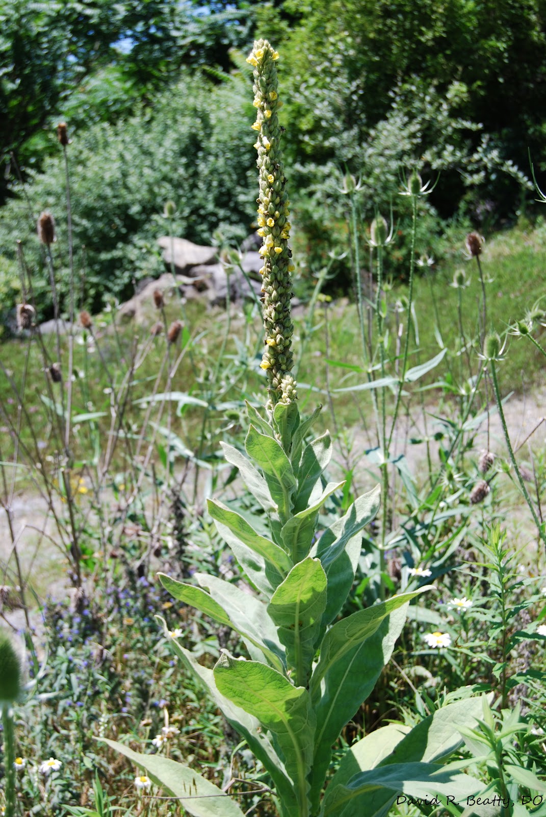 Herbal Remedies at Home: HARVESTING BIENNIAL ROOTS