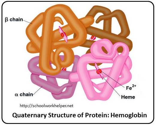 B for Biology: Biomolecules of the Cell - Proteins