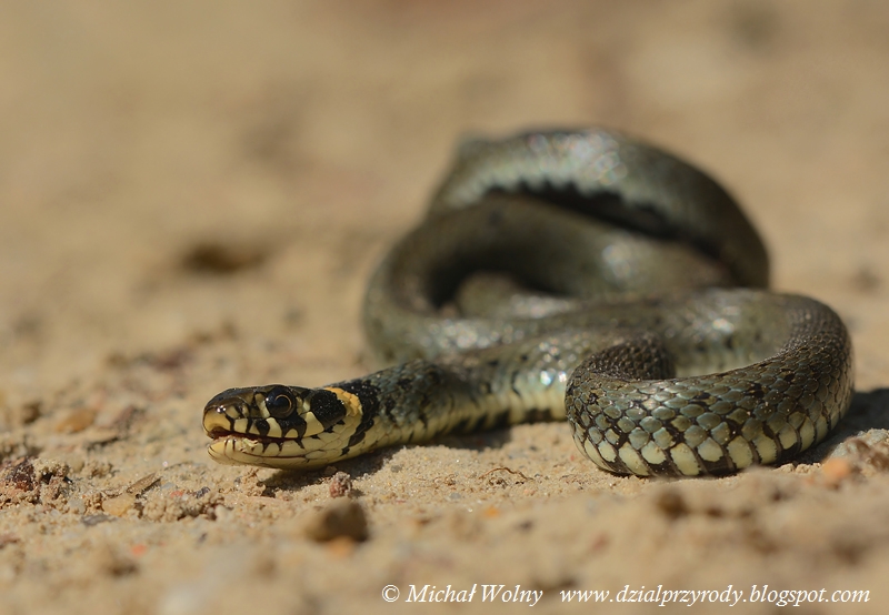 Z notatnika przyrodnika - muzealnika: Zaskroniec zwyczajny Natrix natrix