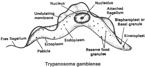 NASCENT & LATENT: PROFILES: Trypanosomal Disease: Description ...