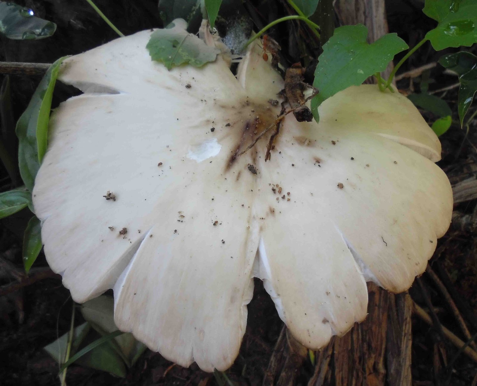 Mushrooms - Bimmal - Hathu - බිම්මල් - හතු