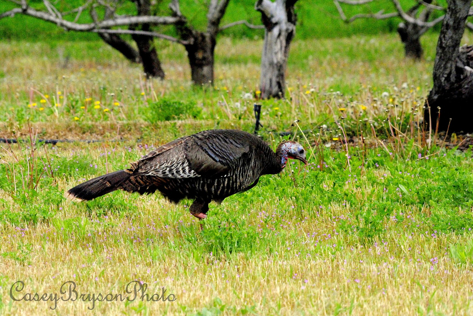 Casey Bryson Photo: My bag of tricks?