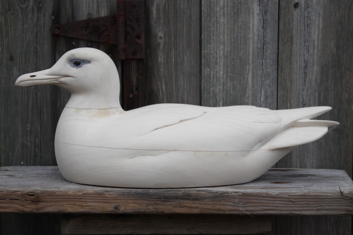 New England Coastal Birds: The Great White-winged Gull of the North ...