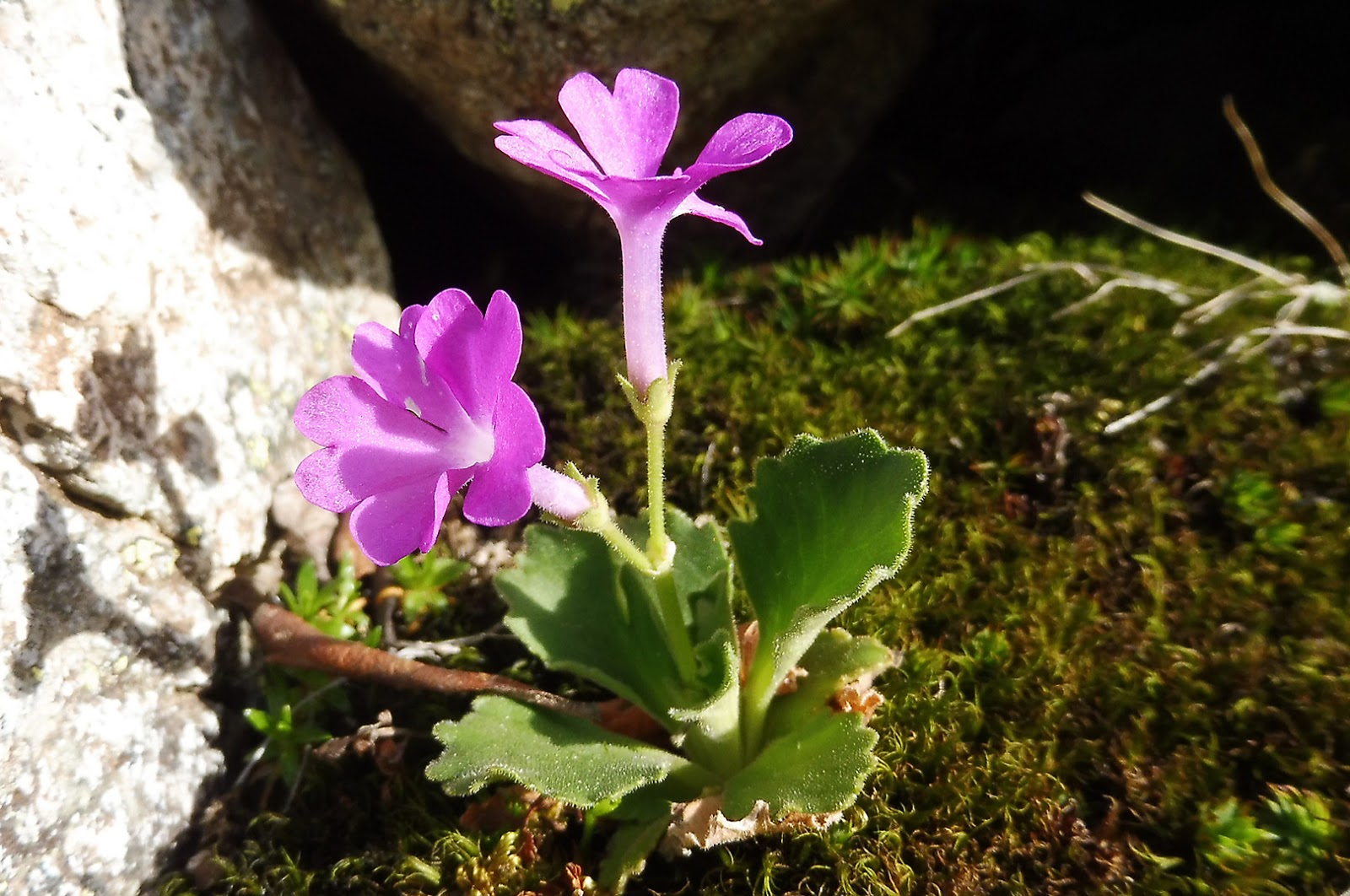 rocayflor: septiembre 2018