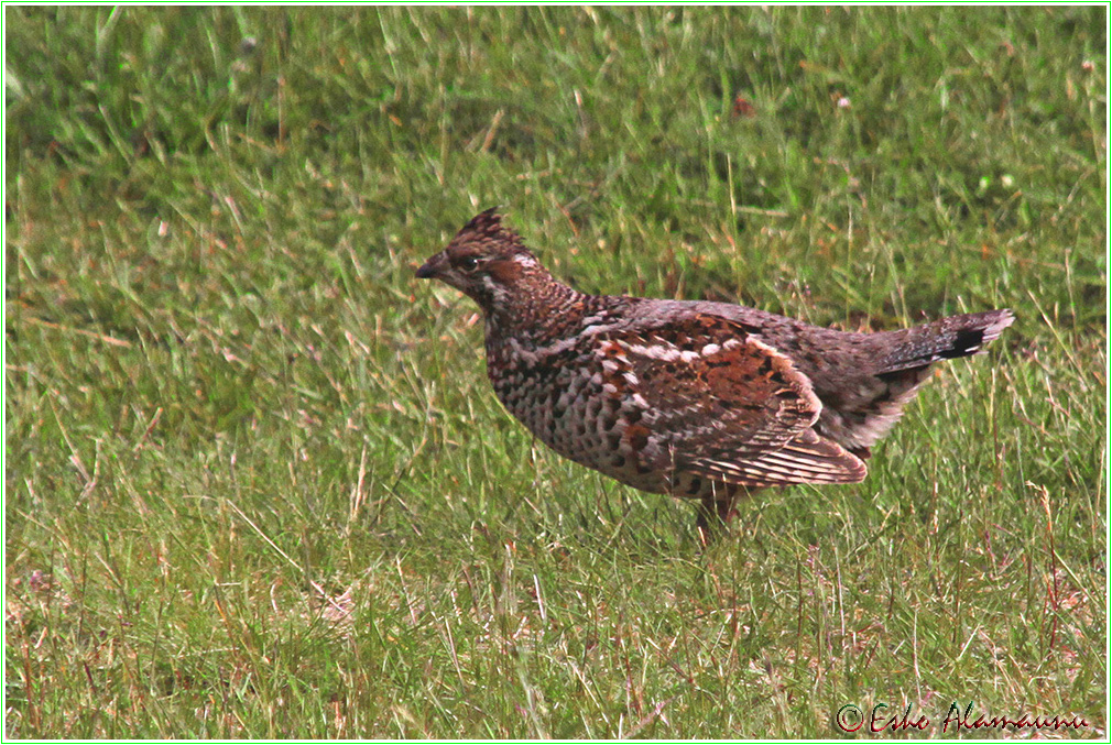 Eko-Kuvia: Pyy - Emo