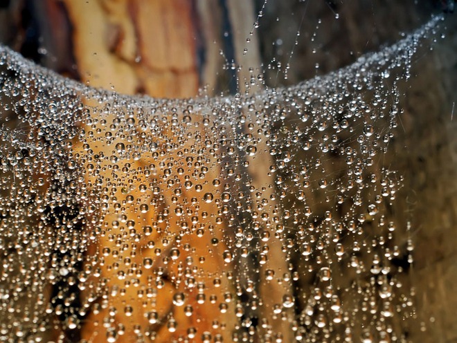 DUE DROPS PHOTOS - world pics