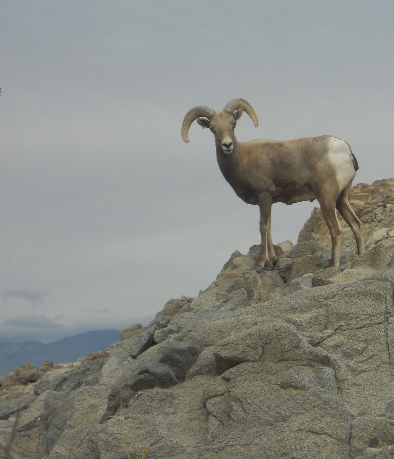 vicarious travelling: California - Palm Springs cont