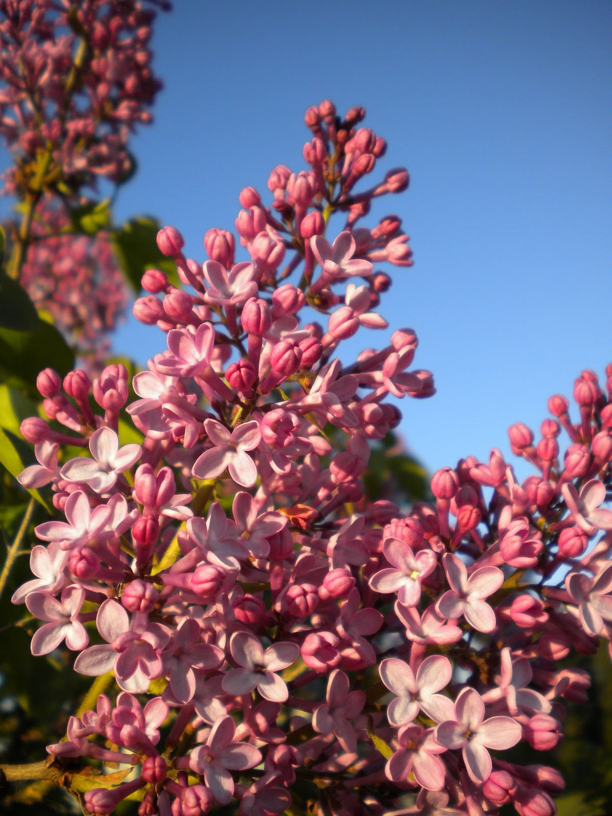 For the love of lilacs....
