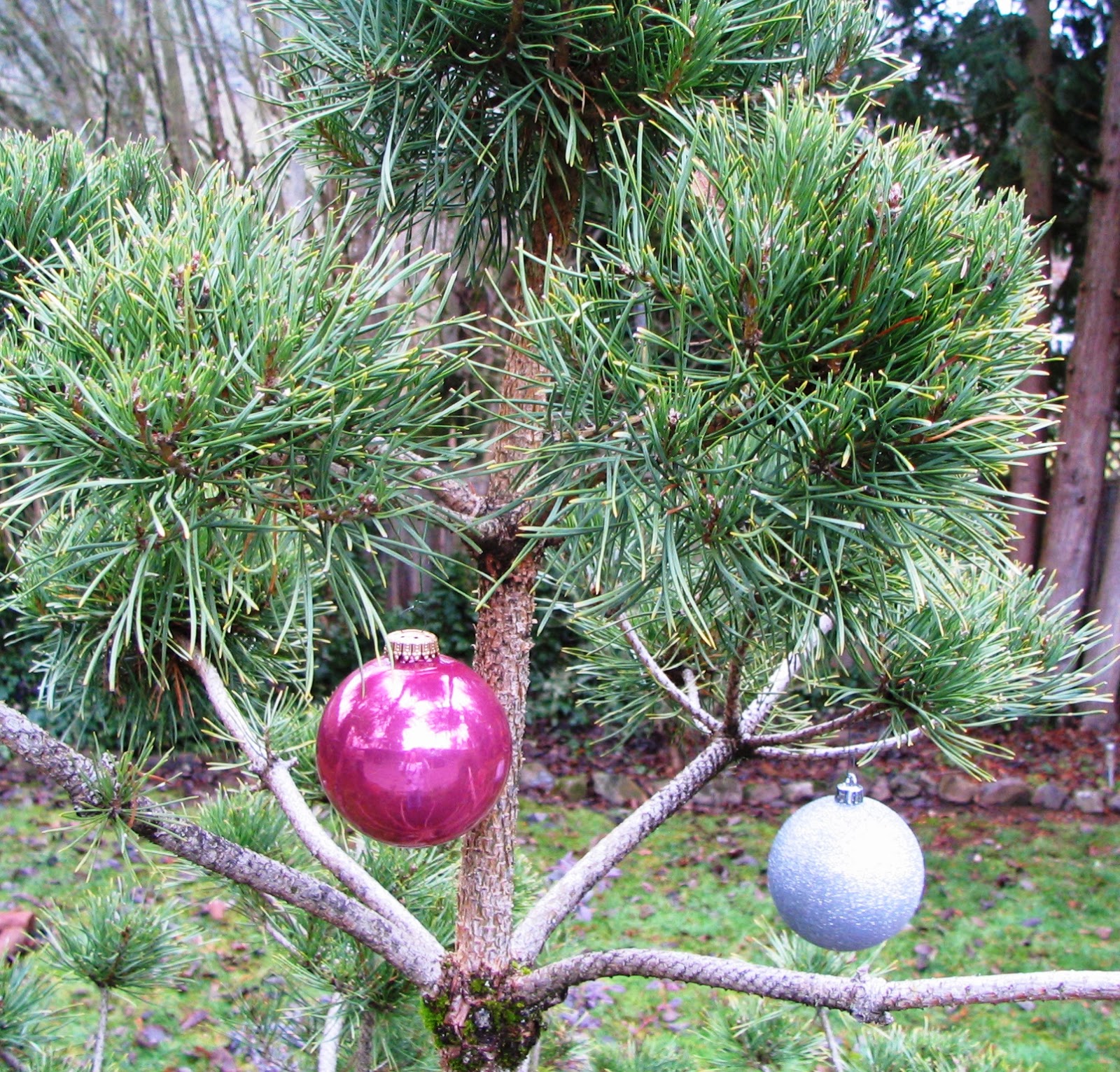 The Poodle Tree Experiment: 2013
