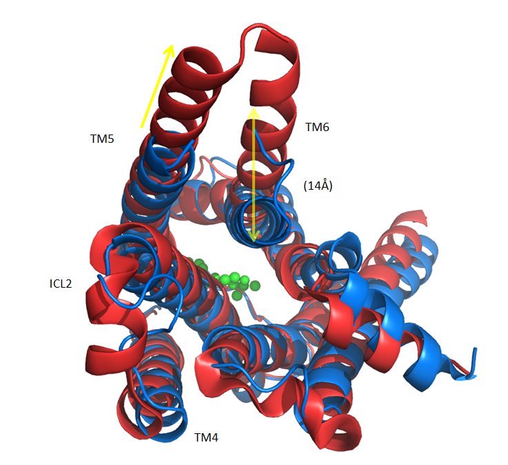 Crystal Structure of the Beta-2 Adrenergic Receptor-Gs Protein Complex ...