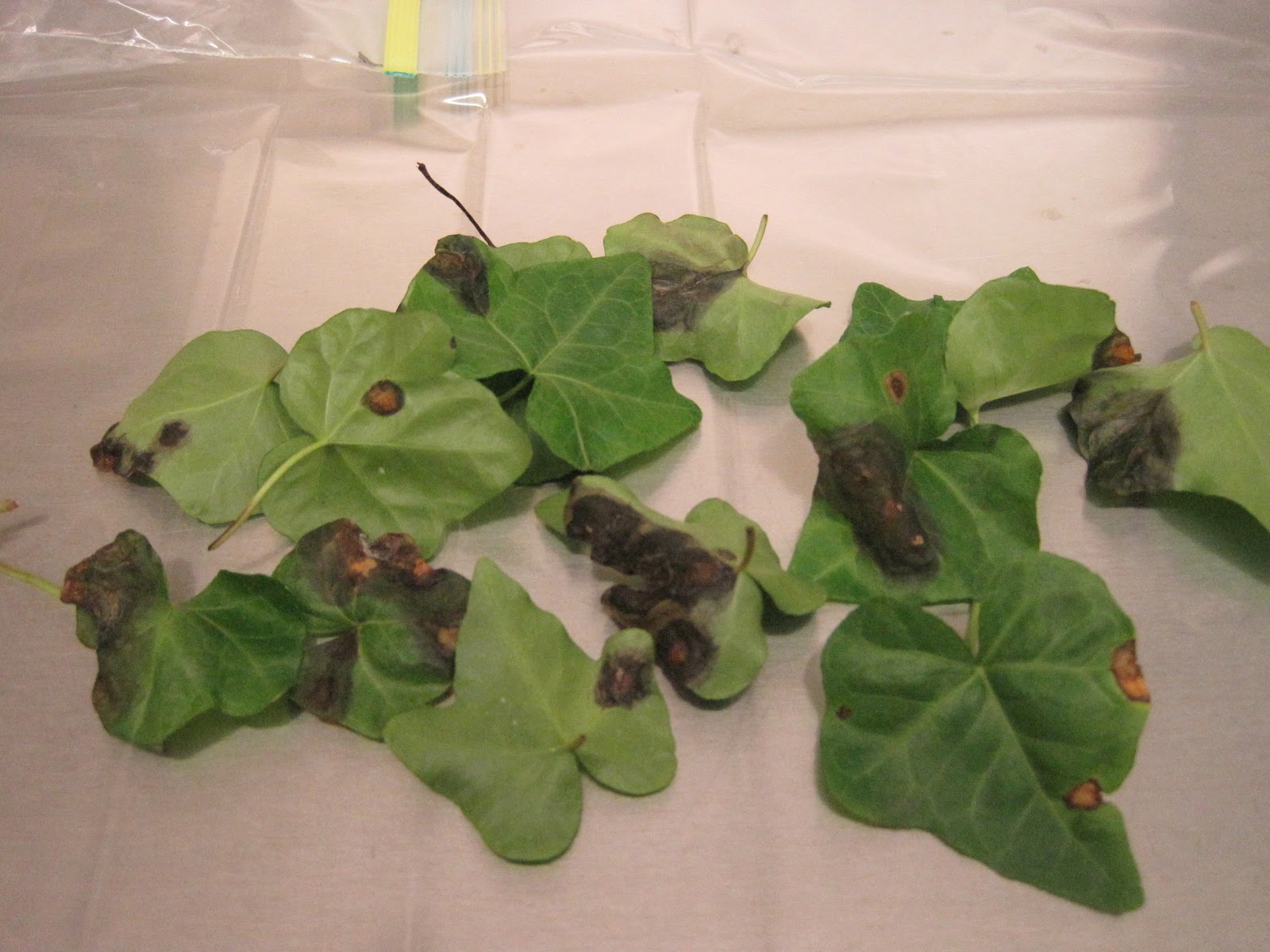 NCSU PDIC: Bacterial Leaf Spot on English Ivy