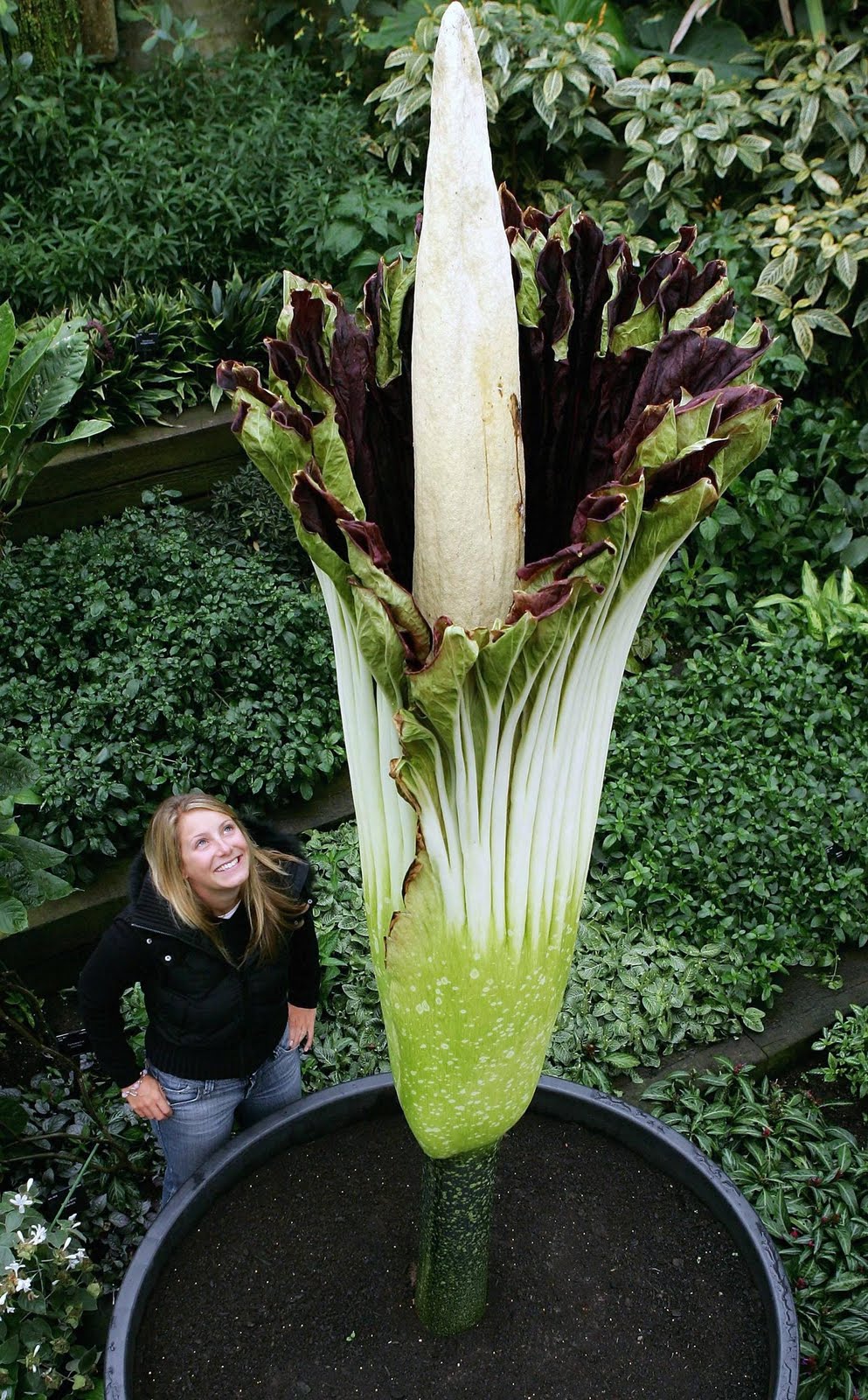 Biggest Flowers In The World at Bruce Karp blog