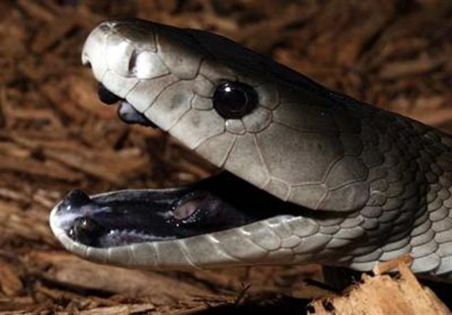 Mamba Negra (Dendroaspis polylepis)