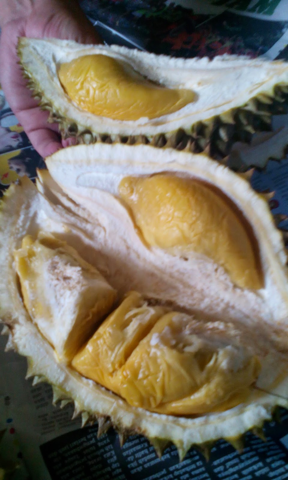Aku, Dia dan Kamu: Durian Udang Merah
