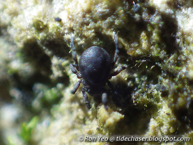 tHE tiDE cHAsER: Spiders, Scorpions & Other Arachnids (Phylum ...