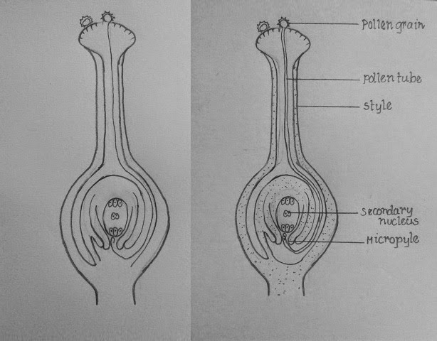 DRAW IT NEAT: How to draw germination of pollen