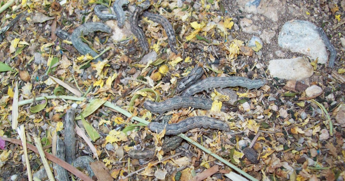 Xtremehorticulture of the Desert: Worms on Palo Verde More Nuisance ...
