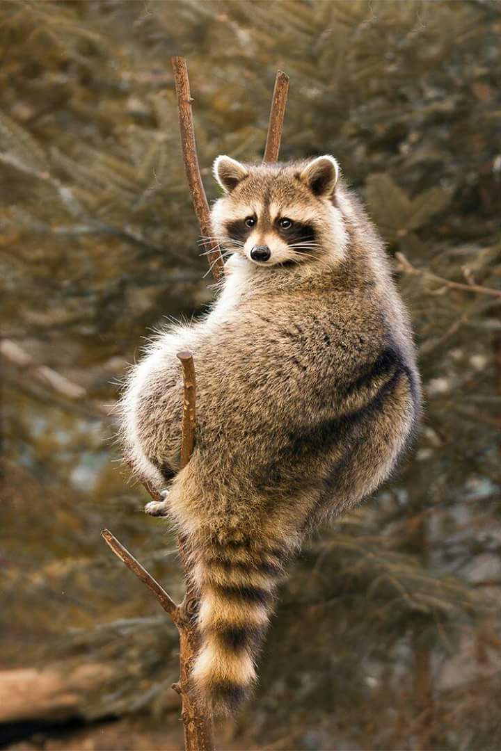 Animals and Kids World: Fur Are MEANT For The Animals - BAB RACCOONS ...