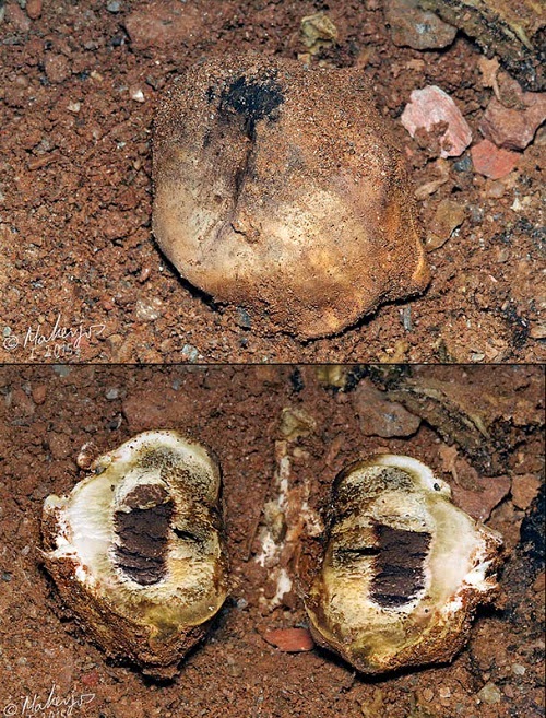 BIODIVERSIDAD COSTA GRANADINA Y...: Escleroderma estrellada, falsa ...