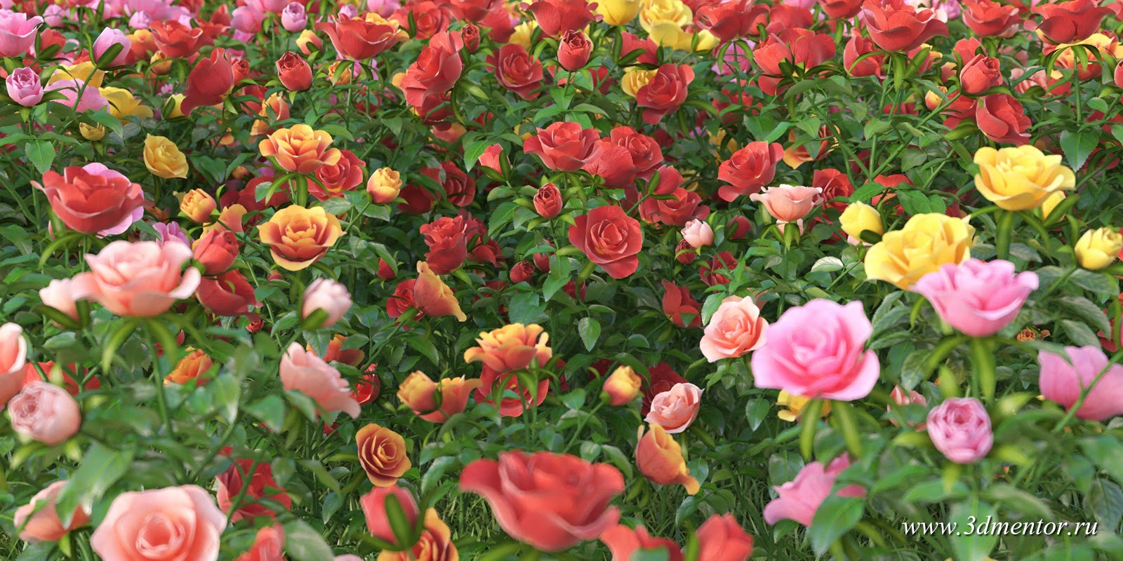 Field Of Roses | Rose Garden | ZOOM