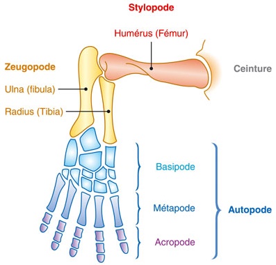 L'évolution des stratégies de locomotion - Partie 2 - La conquête du ...