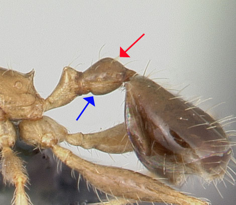 The Pheidole megacephala Compendium: How to identify Pheidole megacephala