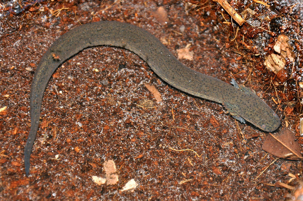 Real Monstrosities: Siren