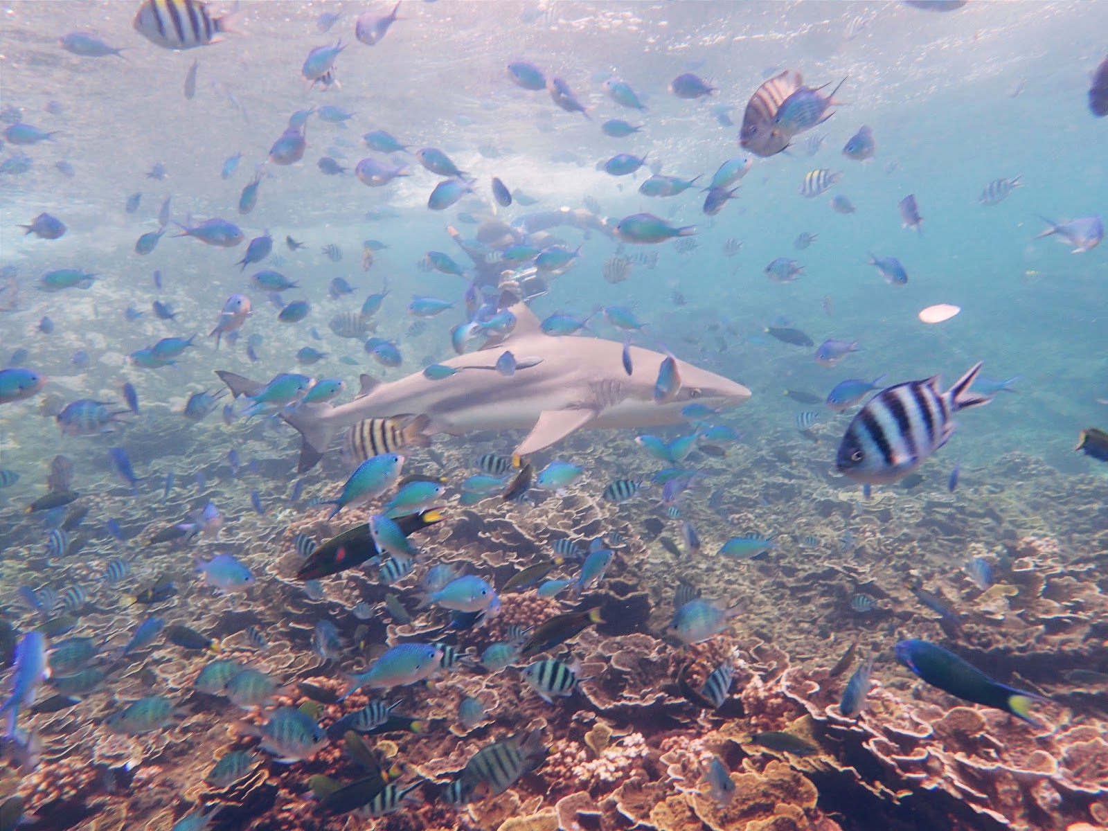 Snorkeling Bersama Ikan Jerung di Pulau Perhentian Malaysia