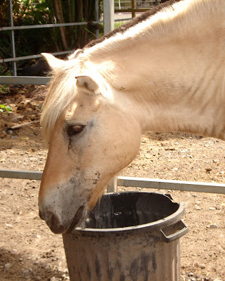 En selle: Comprendre le cheval