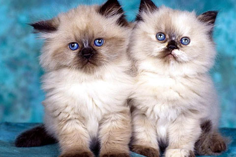 Koleksi Kucing Comel - JiwarOsak